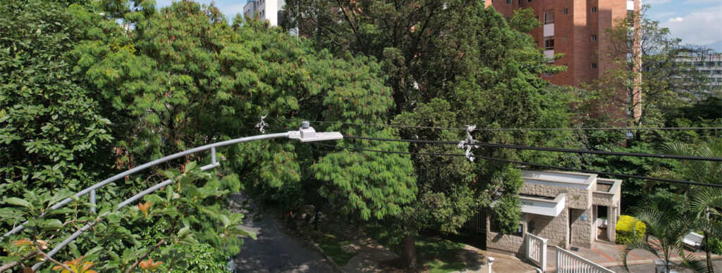 Conservación y cuidado del Pino romerón – Conservación Medellín